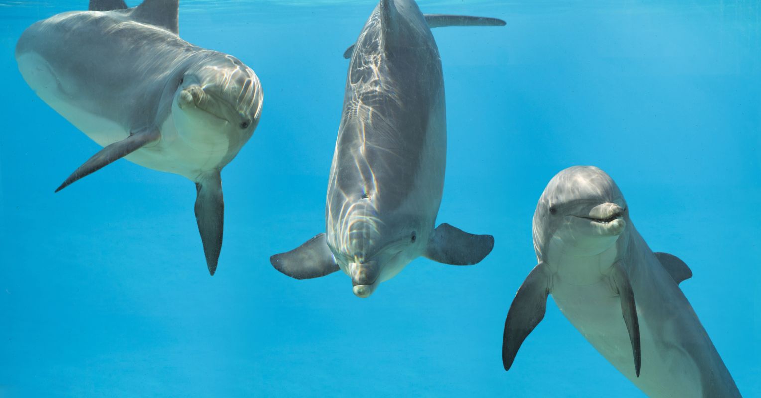 Bottlenose Dolphins Sense Electricity | Psychology Today Canada